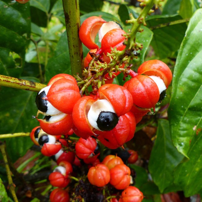 Guarana Pulver und seine Wirkung auf den Körper | SlimCenter